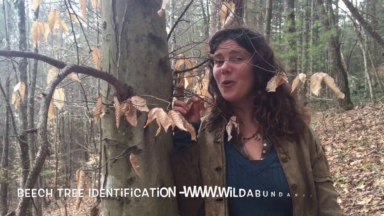 Mastering Beech Tree Identification: Discover Its Unique ...