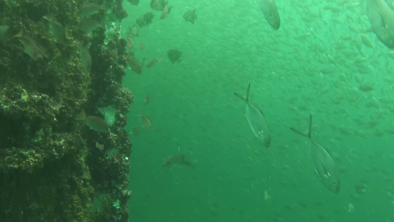 Fishes Around an Oil and Gas Platform - YouTube