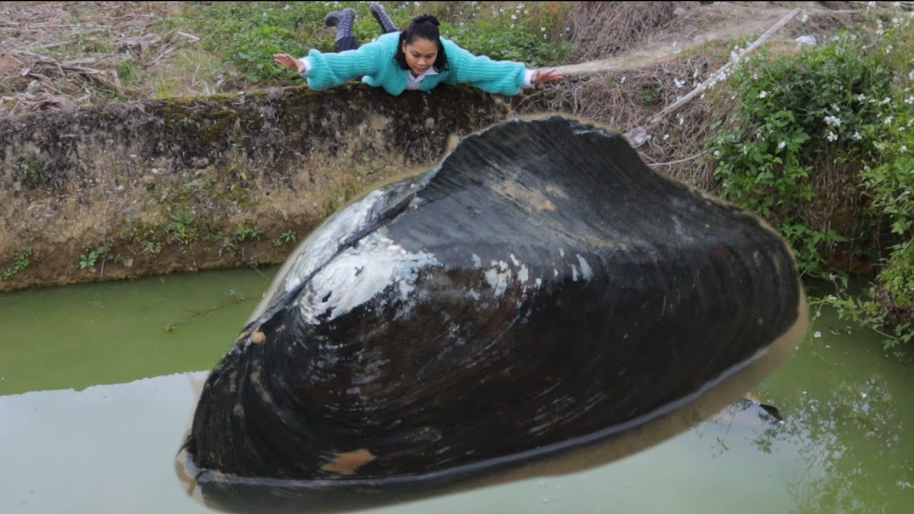 Catching clam shells in the wild, after opening them, there are ...