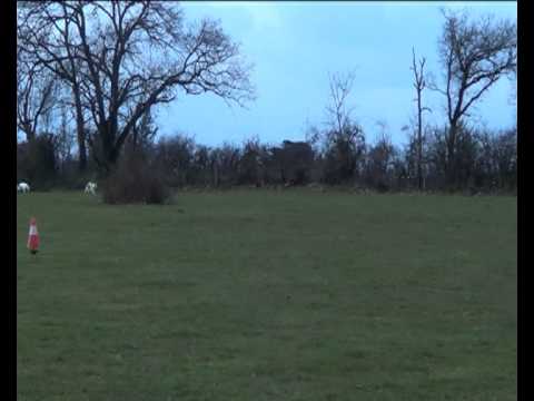 Funny Lure Coursing - YouTube