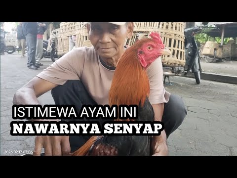 Ayam Bangkok istimewa - kandang biru ABG 