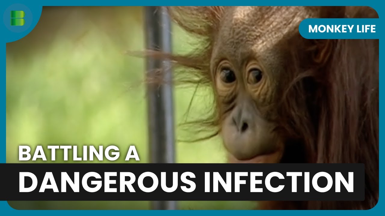 Injured Chimpanzee Gets Lifesaving Care | Monkey Life - YouTube