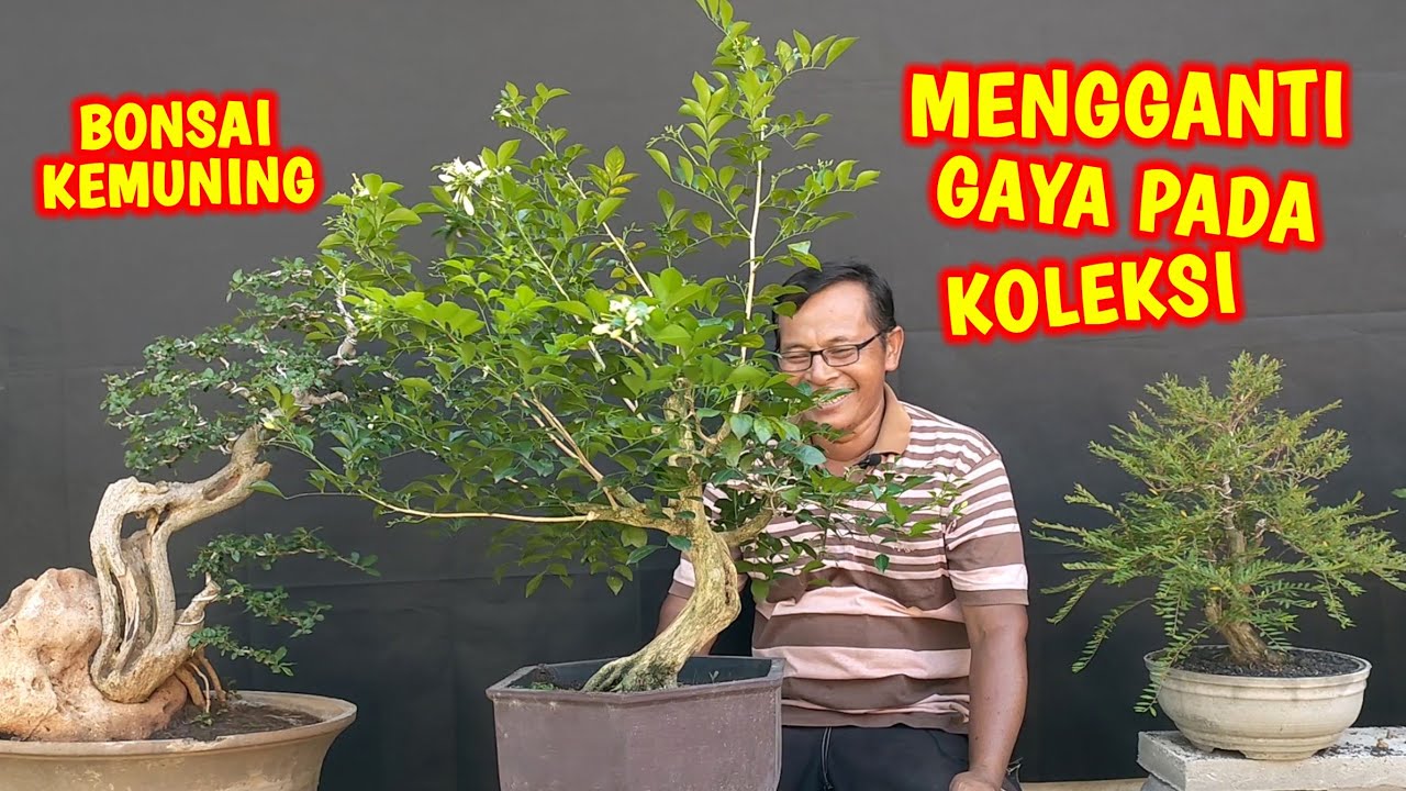 Merubah Gaya Bonsai Kemuning Agar Lebih Indah dan Menarik - YouTube