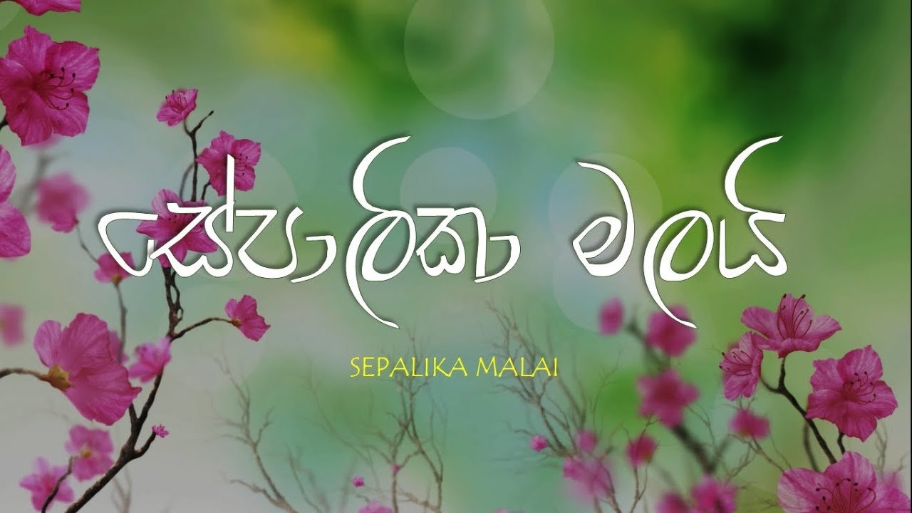 Sepalika Malai (සේපාලිකා මලයි) - Cover Song By - MDJ Voice - YouTube
