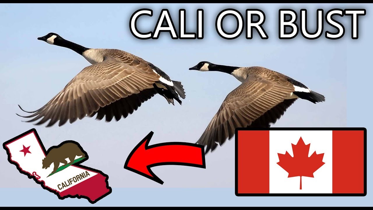 What is "Cali or Bust"? - YouTube