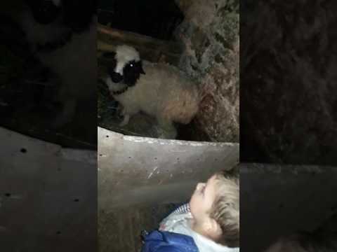 Mar.emirim quzuynan soypet edir