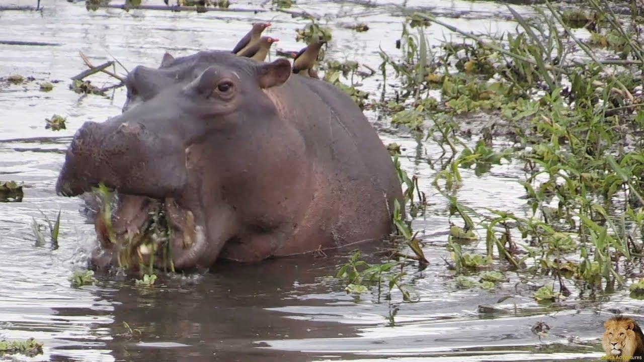 "Scar" The Hippo And The Birds - YouTube