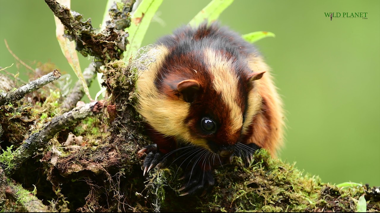 Chinese Giant Flying Squirrel