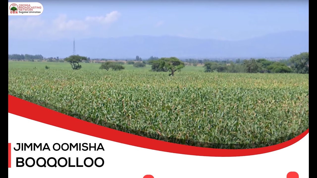 JIMMA OOMISHA BOQQOLLOO - YouTube