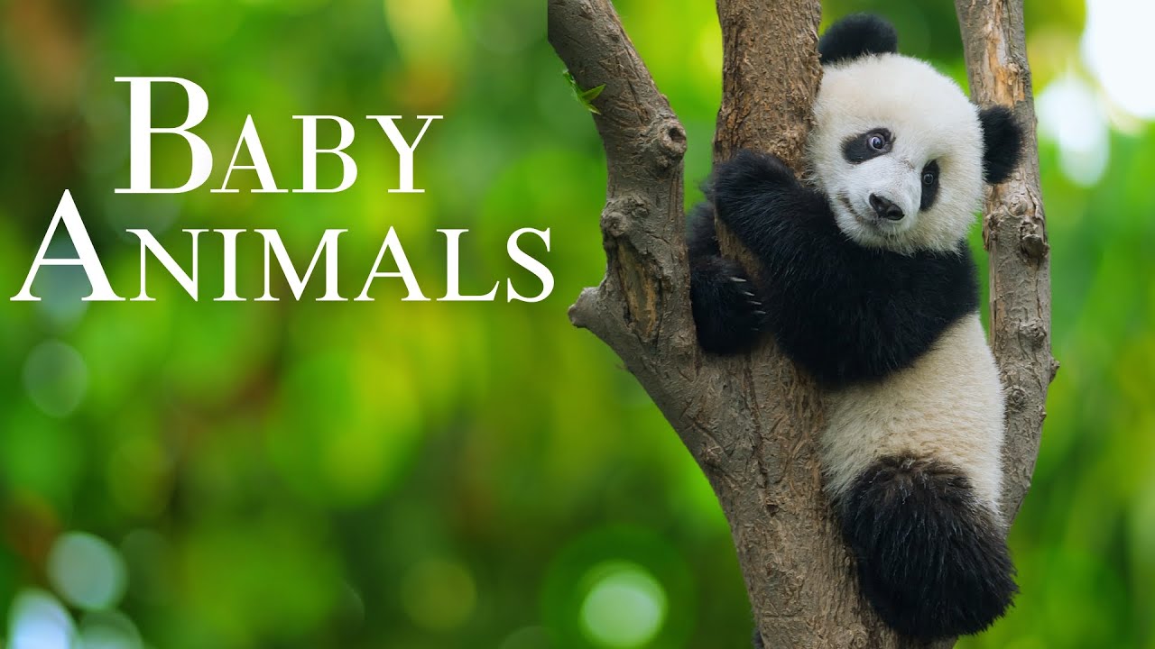Baby Animals 4K - The Cutest Little Creatures to Melt Your Heart ...