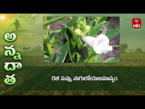 Management of rabi sesamum | ETV