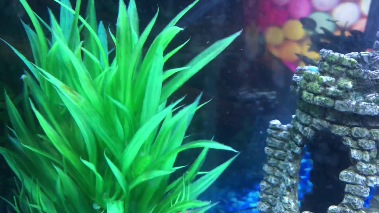 Pony Fish (Sap-sap fish) in aquarium - YouTube