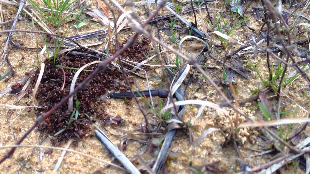 Fire Ant Graveyard - YouTube