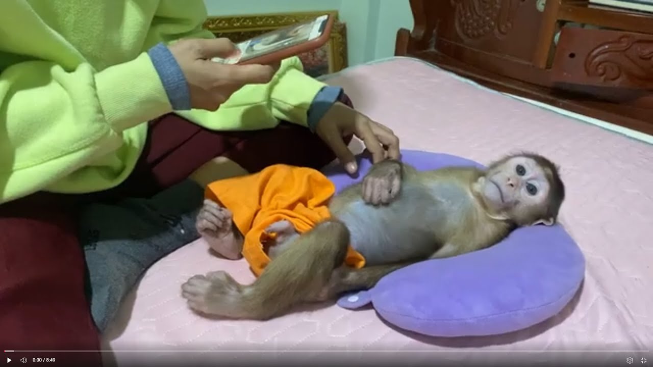 Baby monkey Miker Dressing clothes and sleeping - YouTube