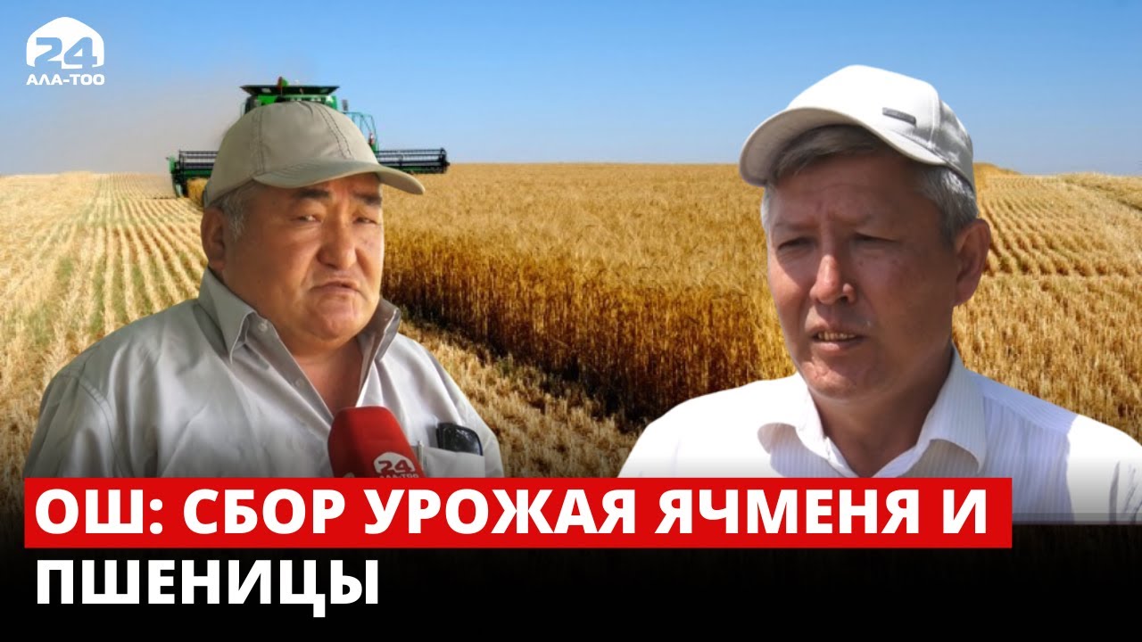 Ош Сбор урожая ячменя и пшеницы Youtube