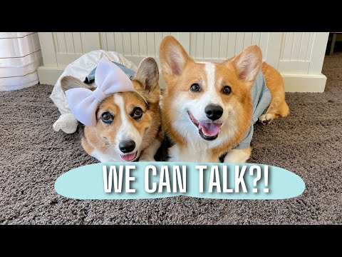 Best Talking Dog Videos (November 2022)