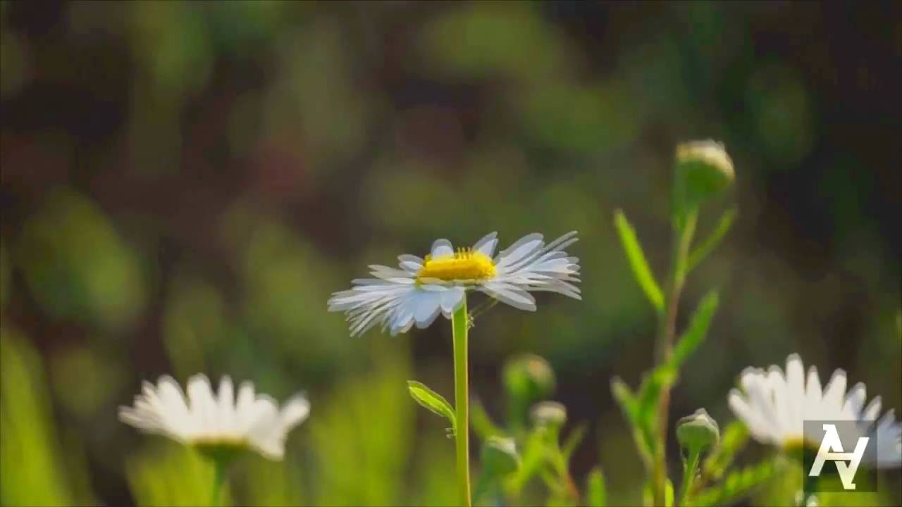 Daisy Flower blooming - YouTube