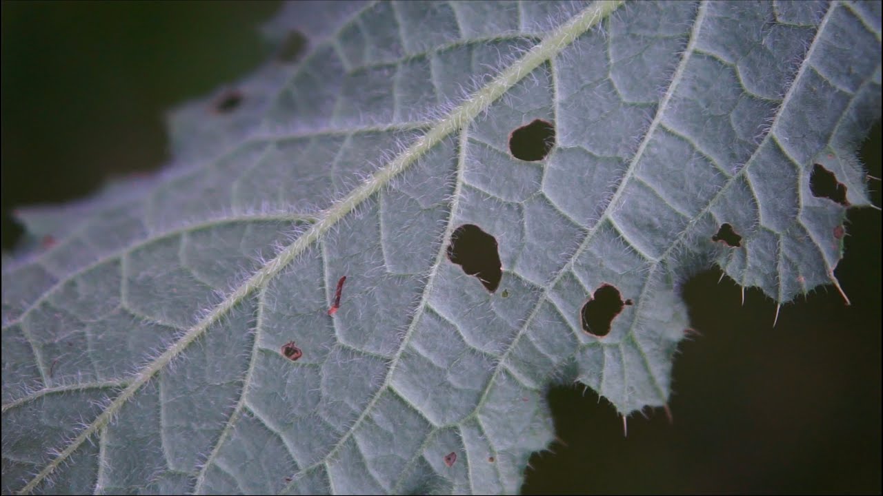 thistle in detail - YouTube