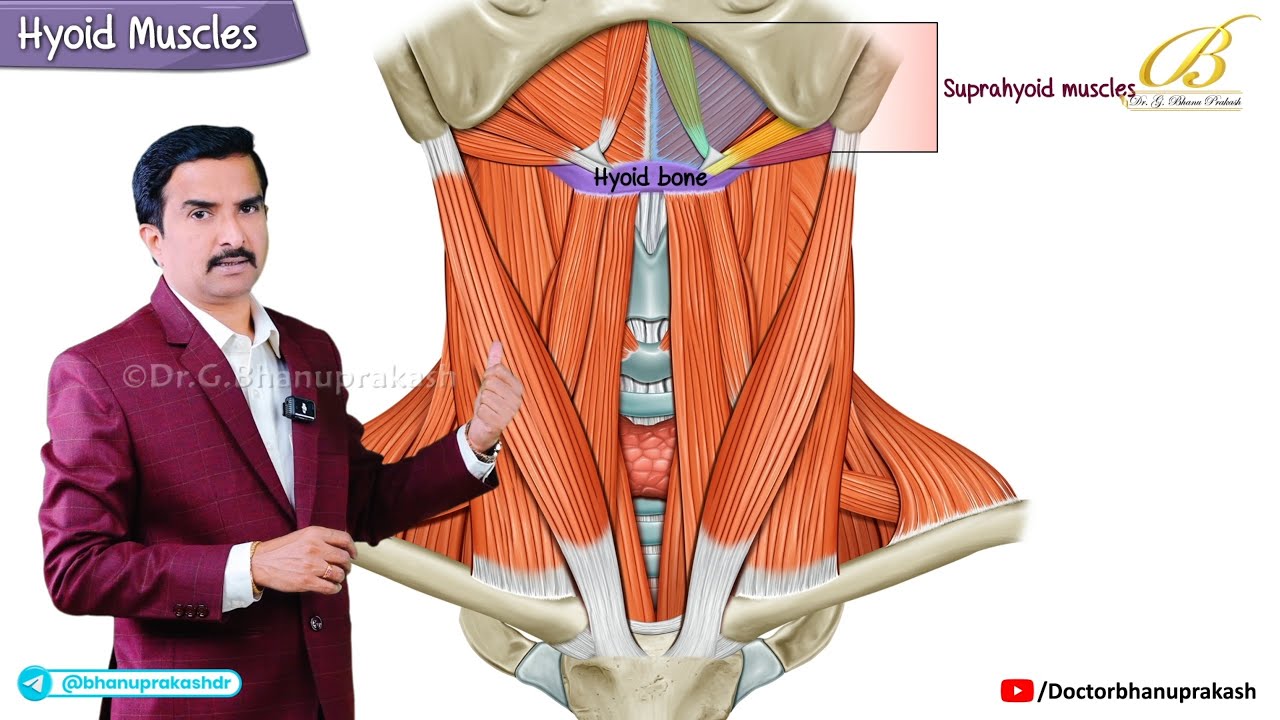 Hyoid Muscles (Suprahyoid & Infrahyoid Muscles Animation) Dr G Bhanu ...