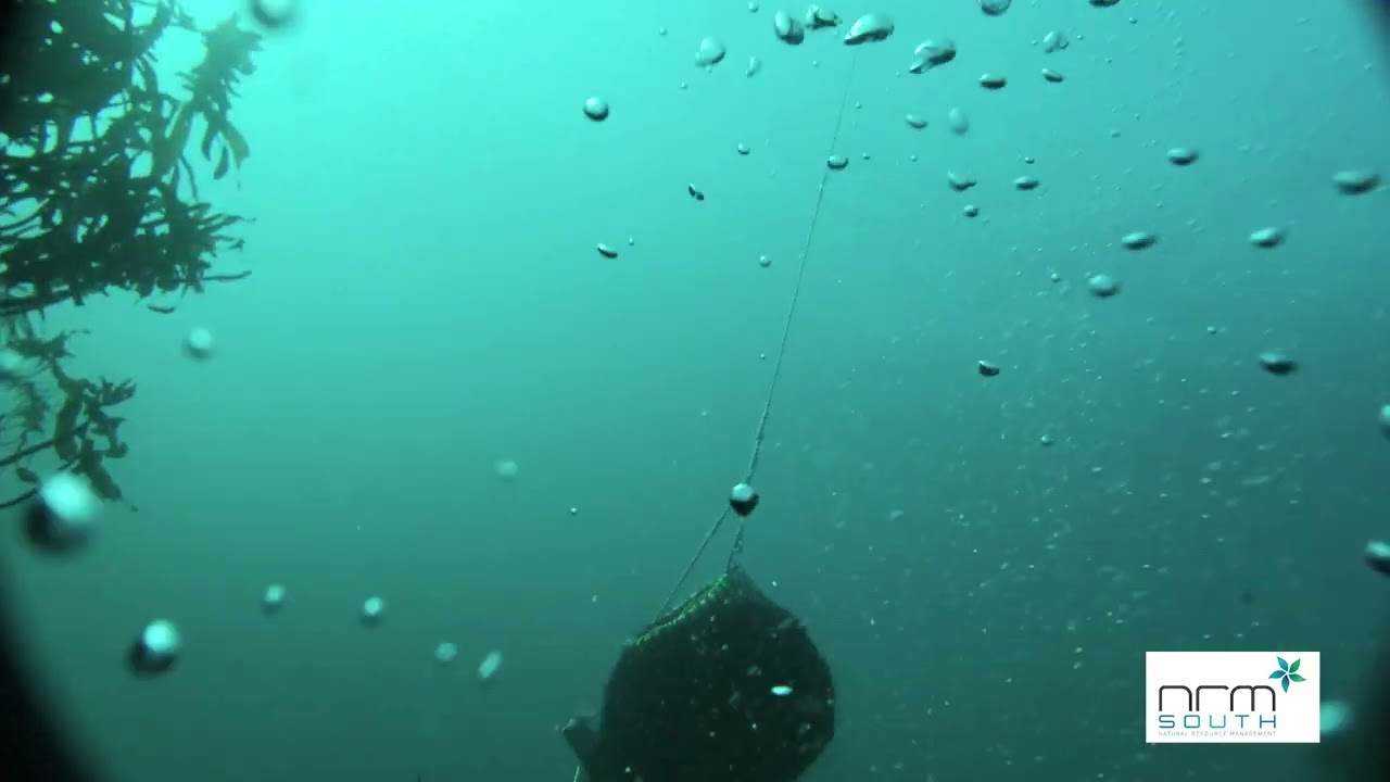 Babel Island - Tasmanian Commerical Dive Association - Funded by the ...