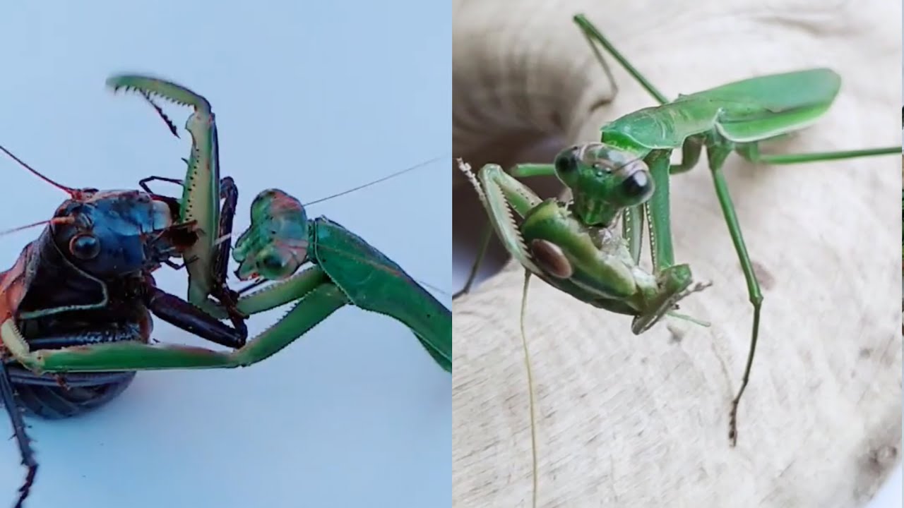 MANTIS FIGHTING CRICKETS -WHAT WILL BE IF THE MANTIS SEES CRICKETS ...