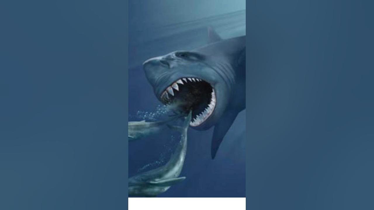 Amazing Facts About Aquatic Animals In Hindi Language YouTube amazing-facts-about-aquatic-animals-in-hindi-language-youtube