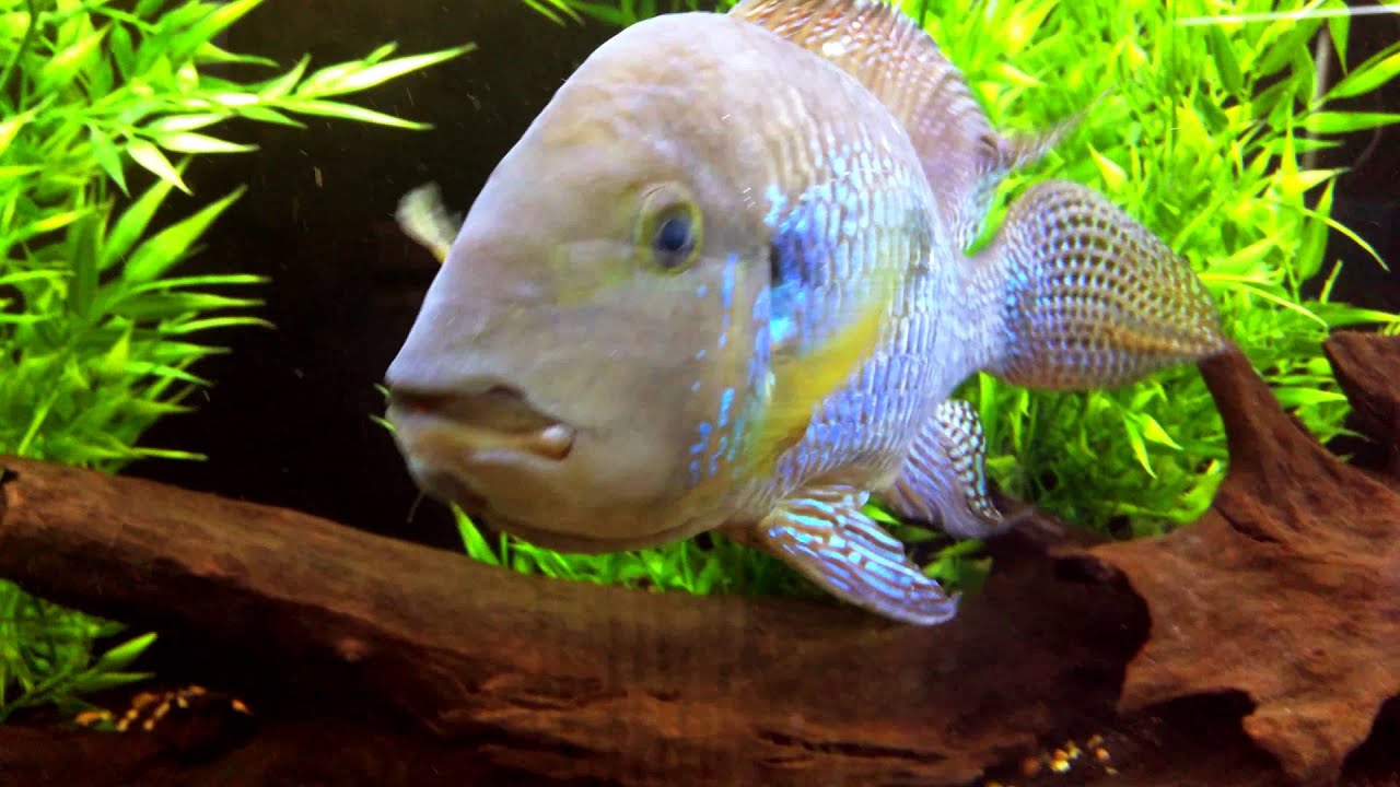 Mature Pearl Cichlid - Geophagus brasiliensis (QHD 4K) - YouTube