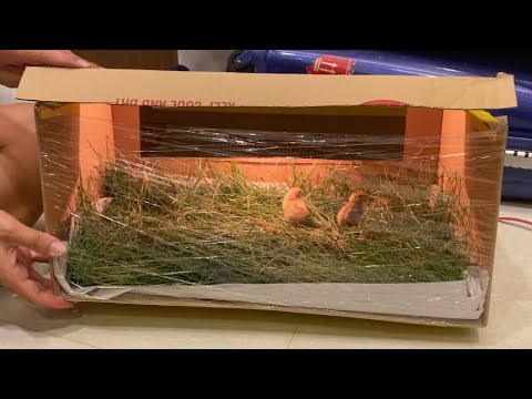 Raising Quail: Simple and easy DIY brooder - YouTube