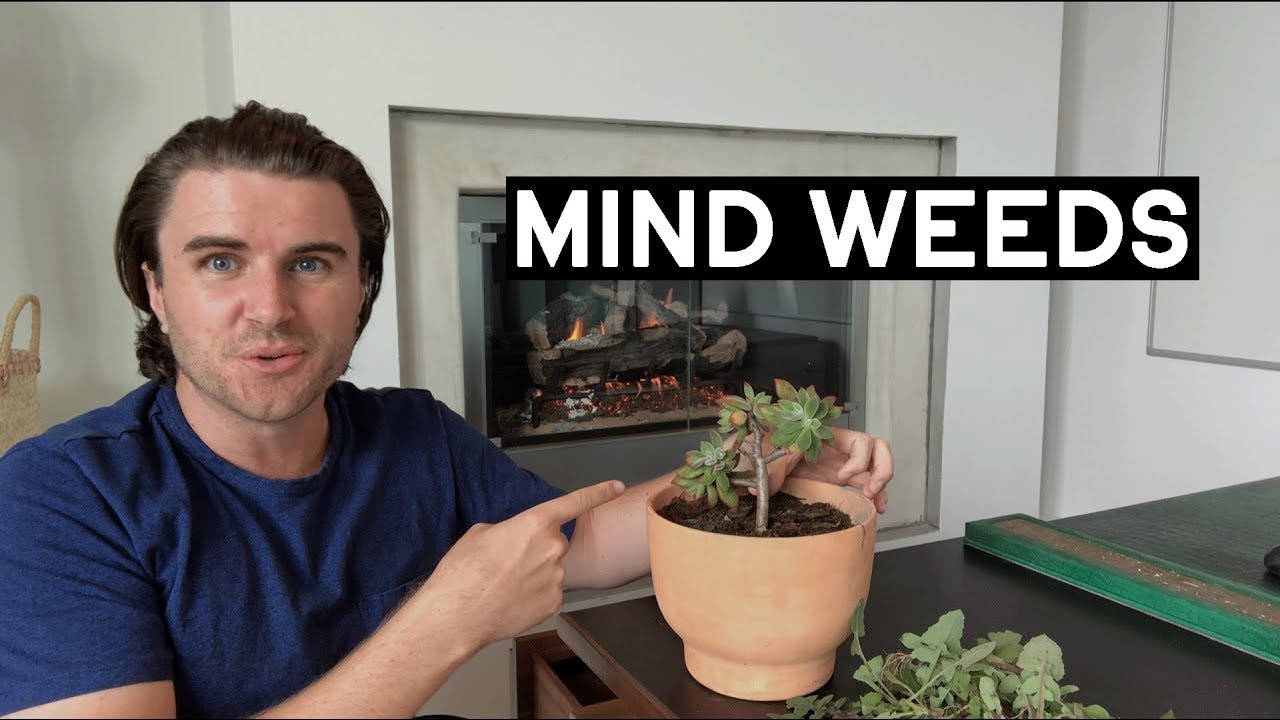 Why Your Mind Is Full Of Weeds - YouTube