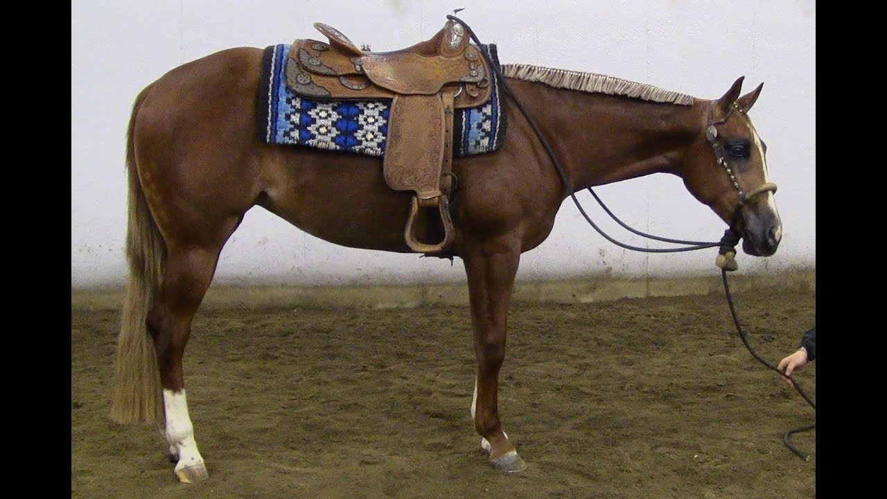 SHEZ A LOPIN STAR - 2016 AQHA ALL AROUND SHOW MARE BY A SUDDEN STAR ...