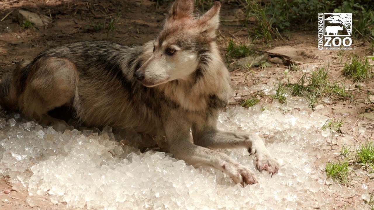 Animals Cooling Off on a Hot Day - Cincinnati Zoo - YouTube