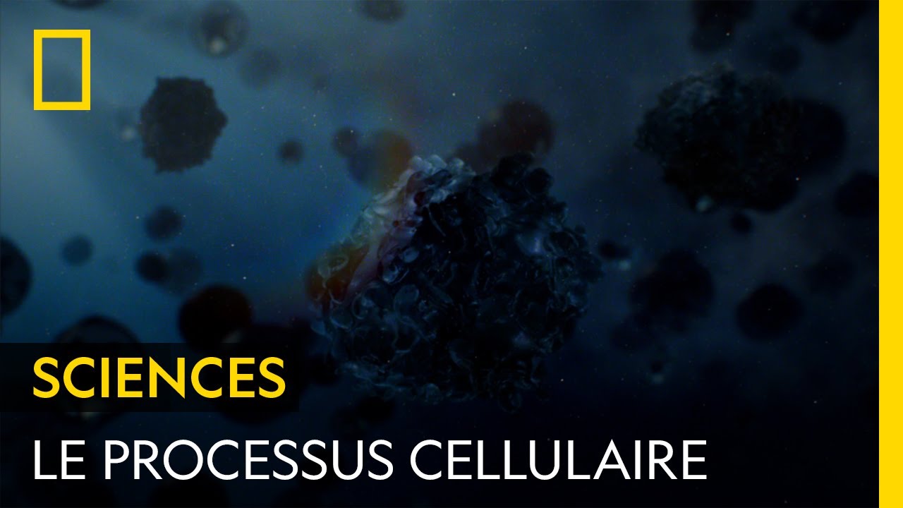 Nos cellules meurent pour que nous puissions survivre - YouTube