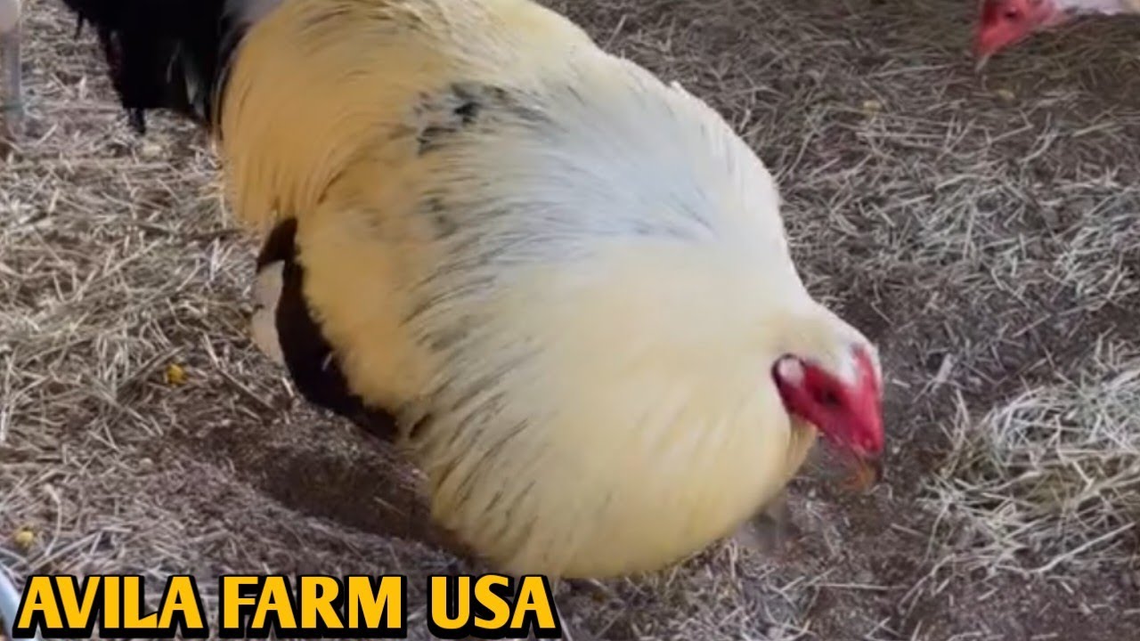Grey Kelso Yellow leg hatch - AVILA FARM USA - YouTube