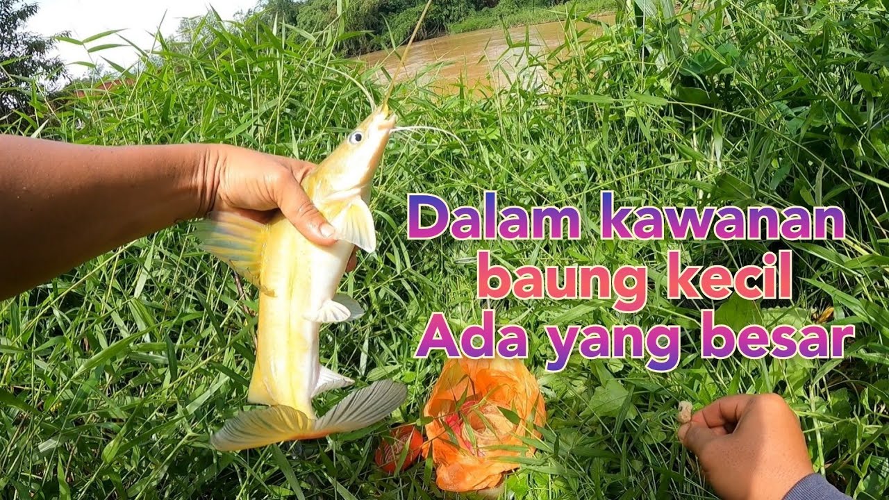 Mancing ikan baung kuning di sungai jelai #wms-052 - YouTube