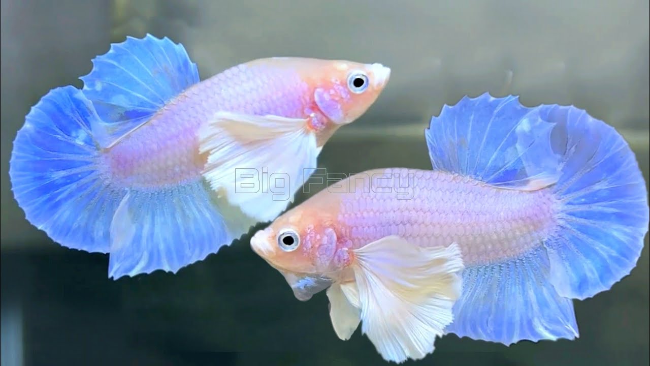 199"Most Beautiful Betta Fish: Stunning Colors & Gorgeous Betta Fish ...