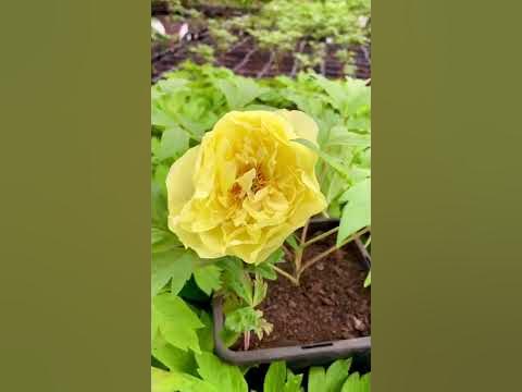 Жёлтый пион Еллоу Краун #shorts #питомник #тимирязевский #пион #yellow ...