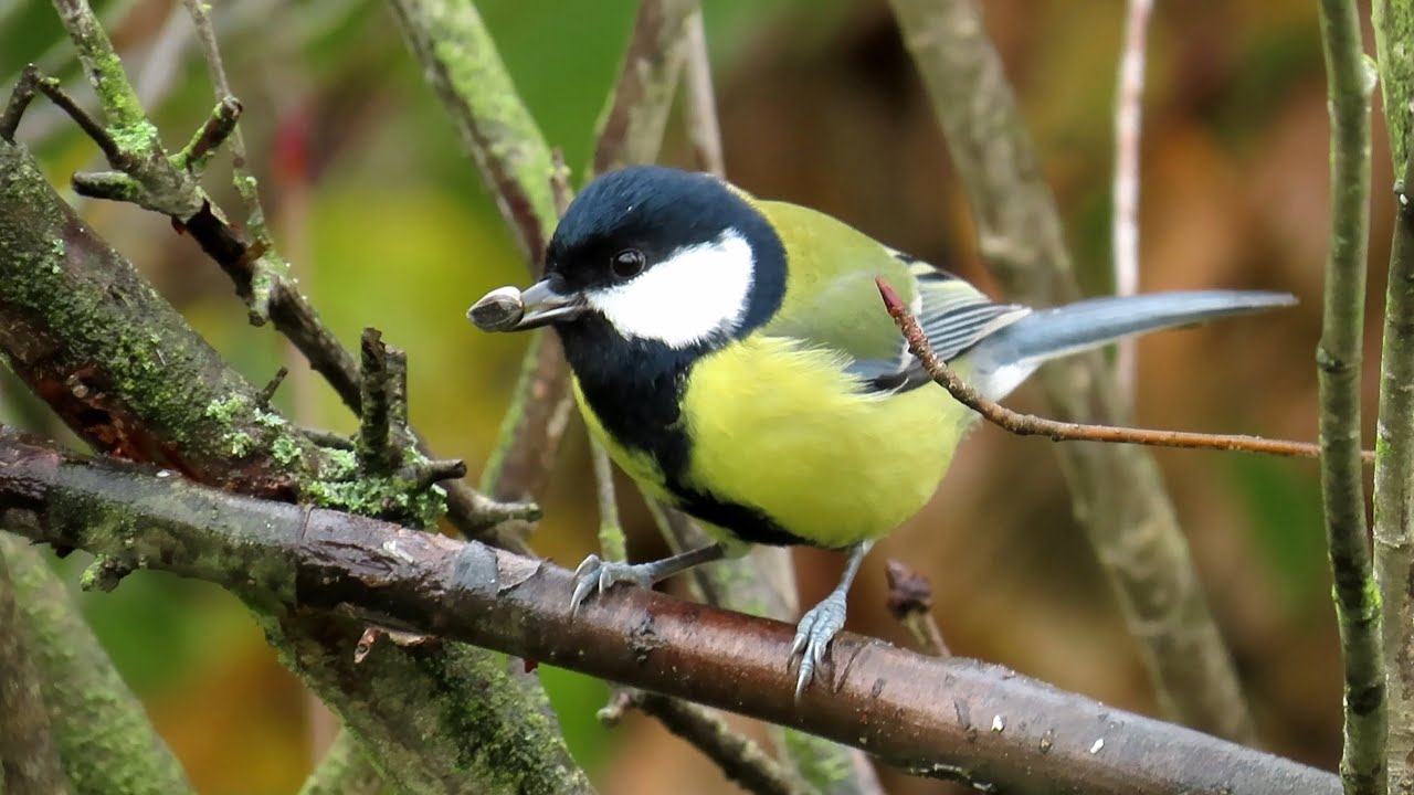 Sýkora koňadra, Great tit, Kohlmeise, Koolmees, Bogatka zwyczajna ...