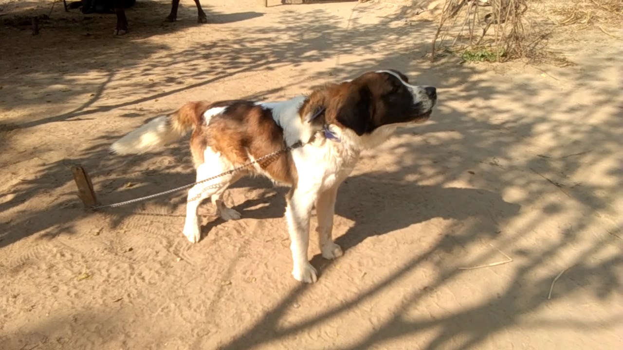 Dog attack sent Bernard - YouTube