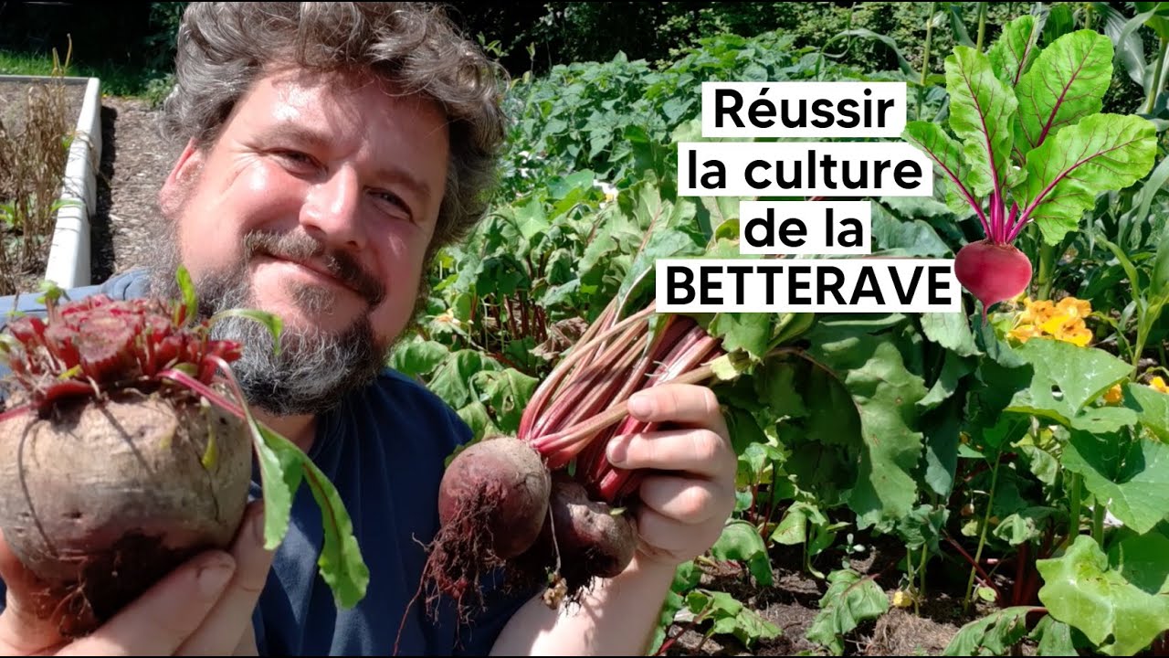 Comment réussir la culture de la BETTERAVE (de la graine à la récolte ...