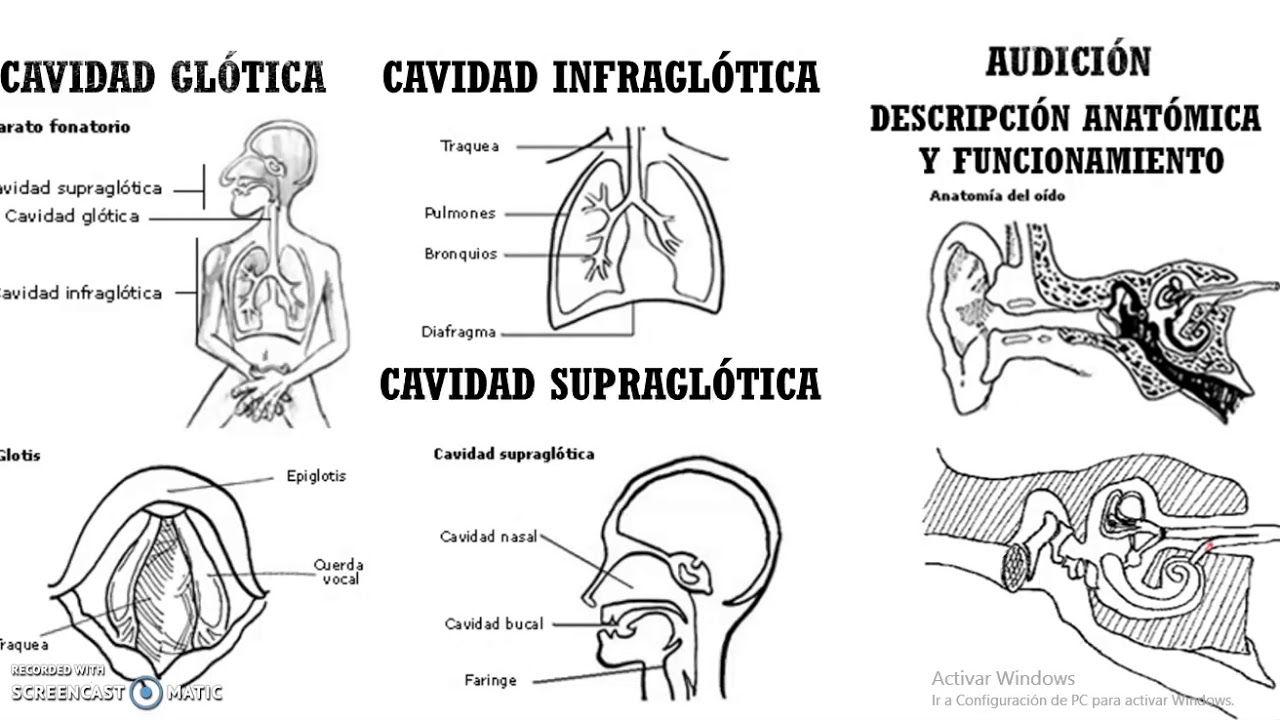 Los organos del habla y sus funciones - YouTube