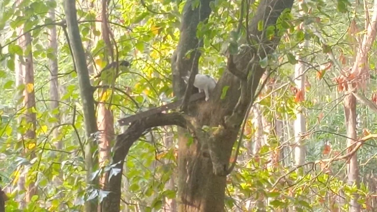 Discovery video - YouTube