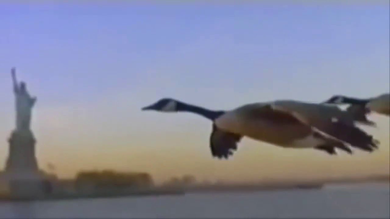 El Vuelo de los Gansos (espectacular ejemplo del trabajo en equipo ...