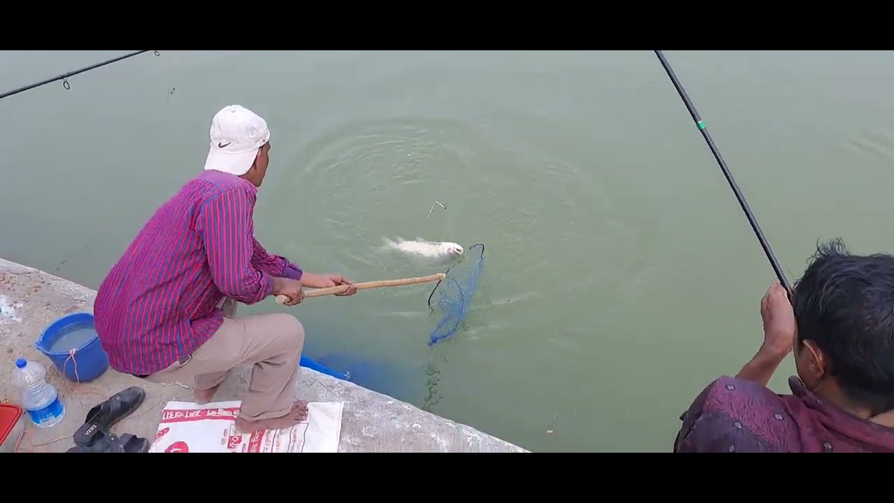 "Tricks to catch big belly fish with small hooks: Catching cuttlefish ...