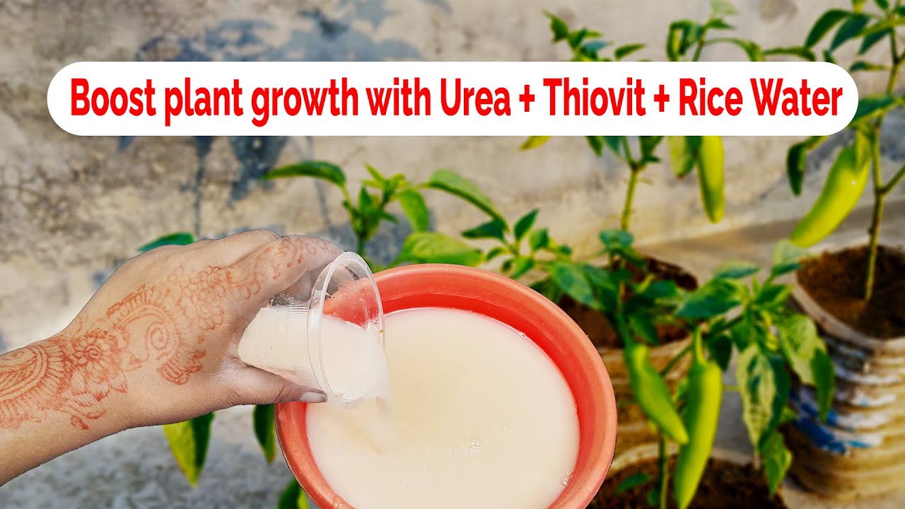 Boost plant growth with Urea + Thiovit + Rice Water ensures higher ...
