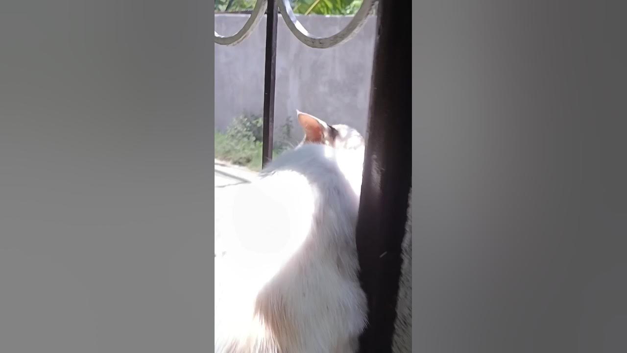 Stray Cat Attack YouTube stray-cat-attack-youtube