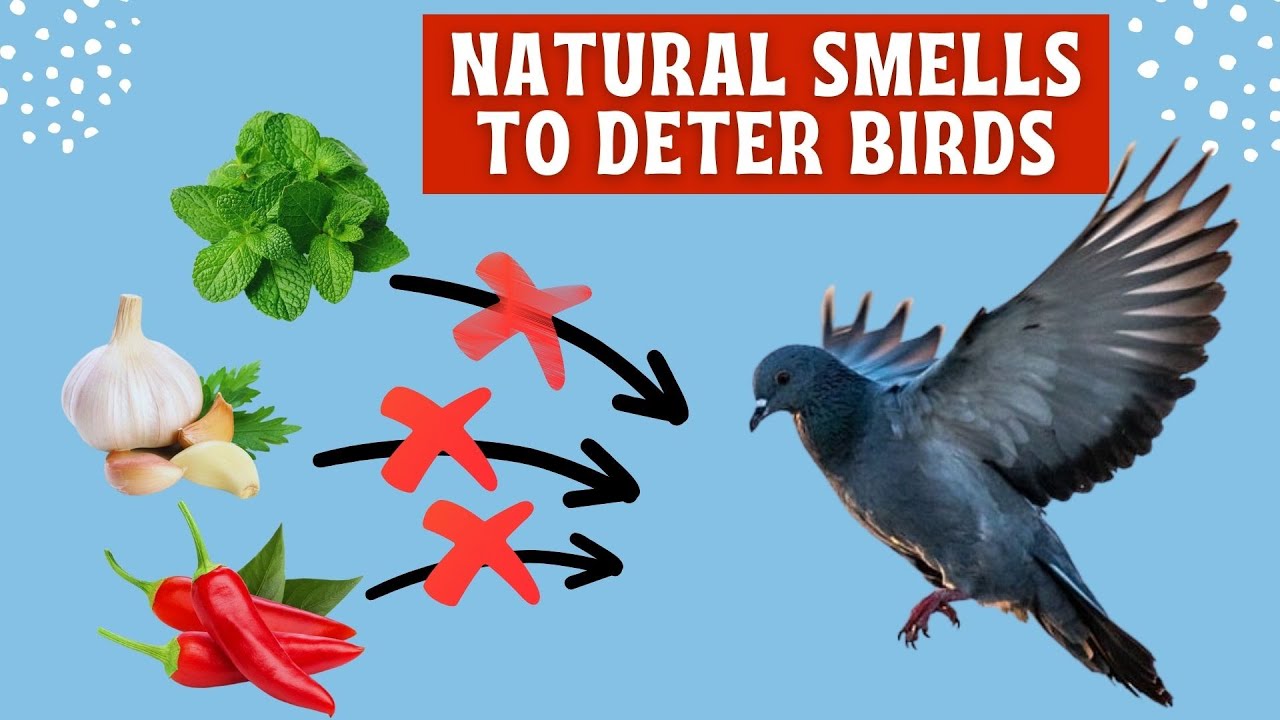 Smells That Repel Birds? Smell to Keep Birds Away - YouTube