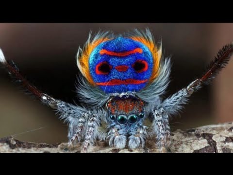 Top 10 Most AMAZING Spiders In The World | Astonishingly Beautiful ...
