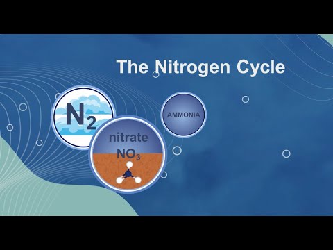 Introduction to the Nitrogen Cycle and the Impact of Nitrogen Pollution ...