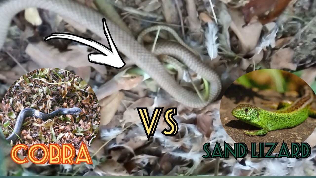 Cobra vs sand lizard .in counter - YouTube