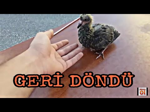 KAYBOLAN YAVRUM 30 GÜN SONRA EVİNE GERİ DÖNDÜ ( ŞANSLI )